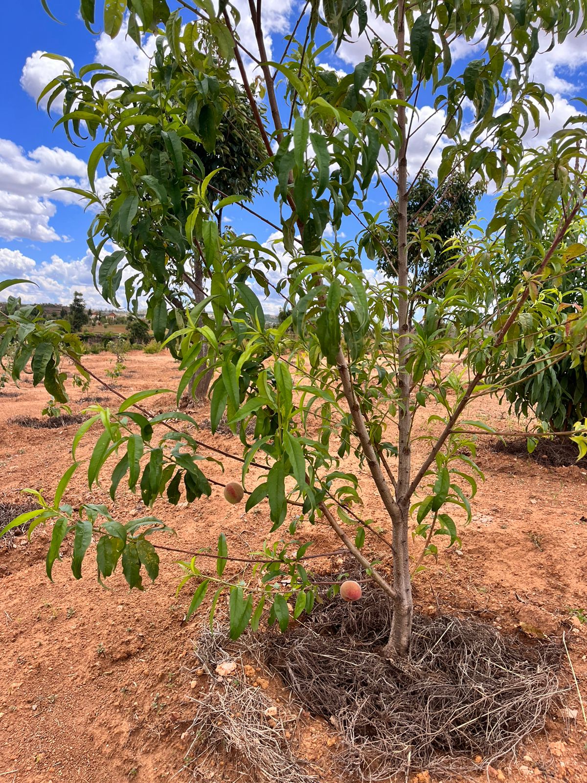 Frutopy : le cadeau original qui plante un arbre pour la vie