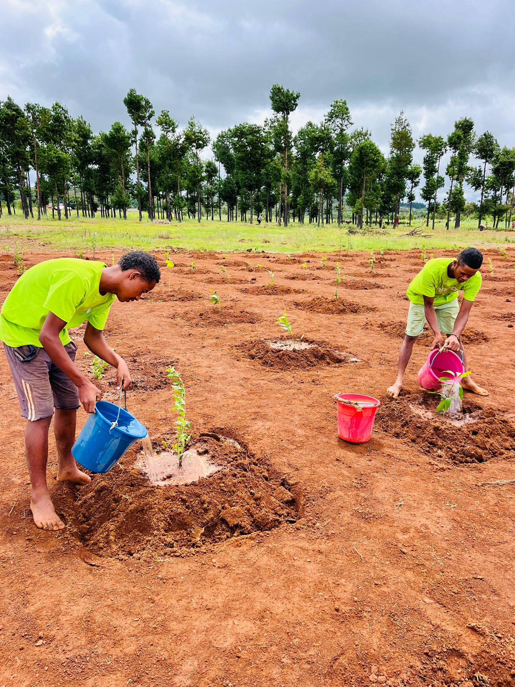 Frutopy : le cadeau original qui plante un arbre pour la vie