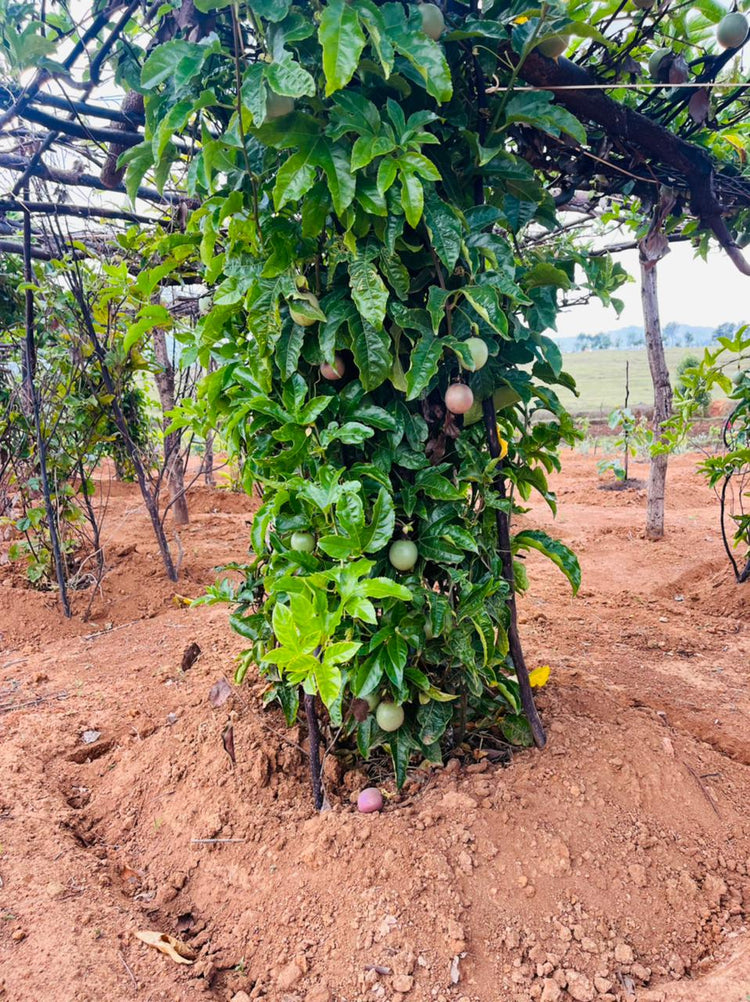Frutopy : le cadeau original qui plante un arbre pour la vie