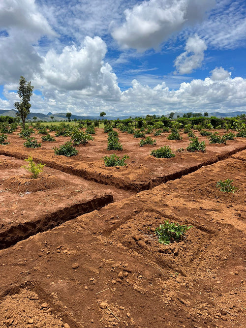 Frutopy : le cadeau original qui plante un arbre pour la vie